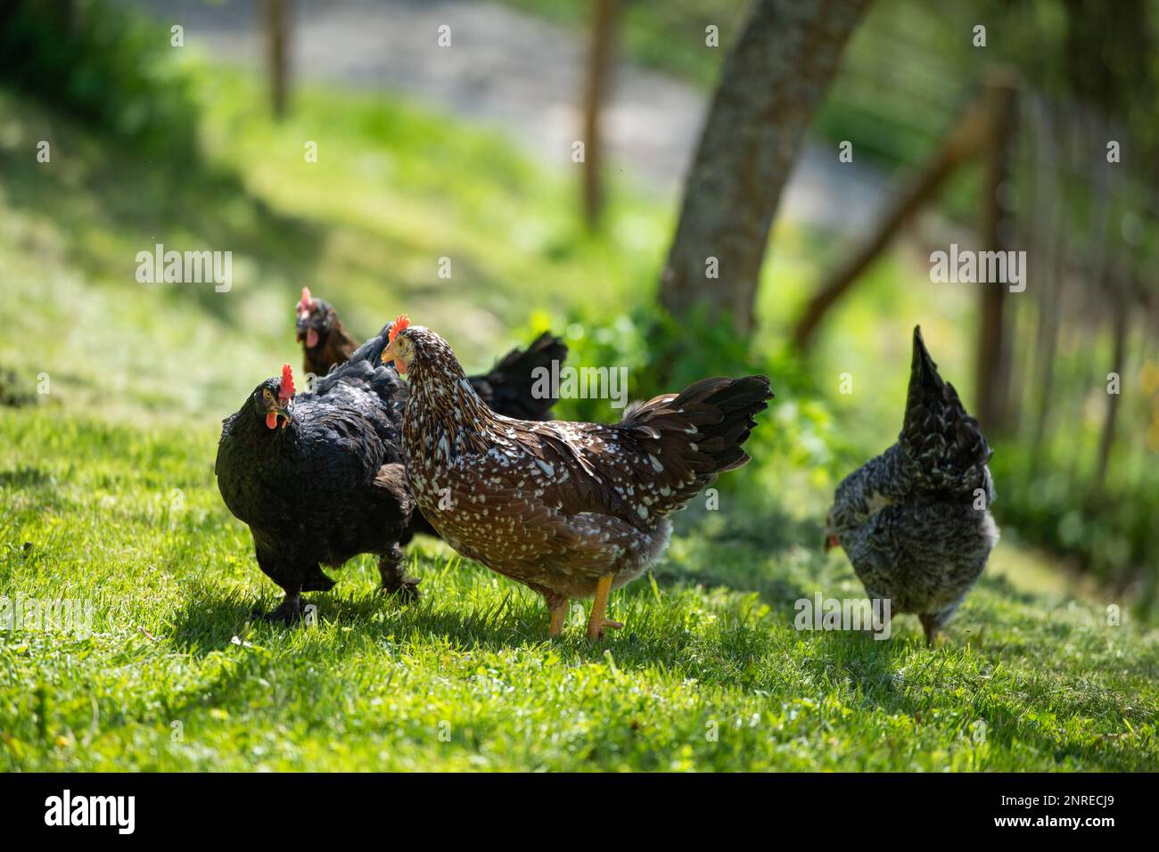 Young hens hi-res stock photography and images - Alamy