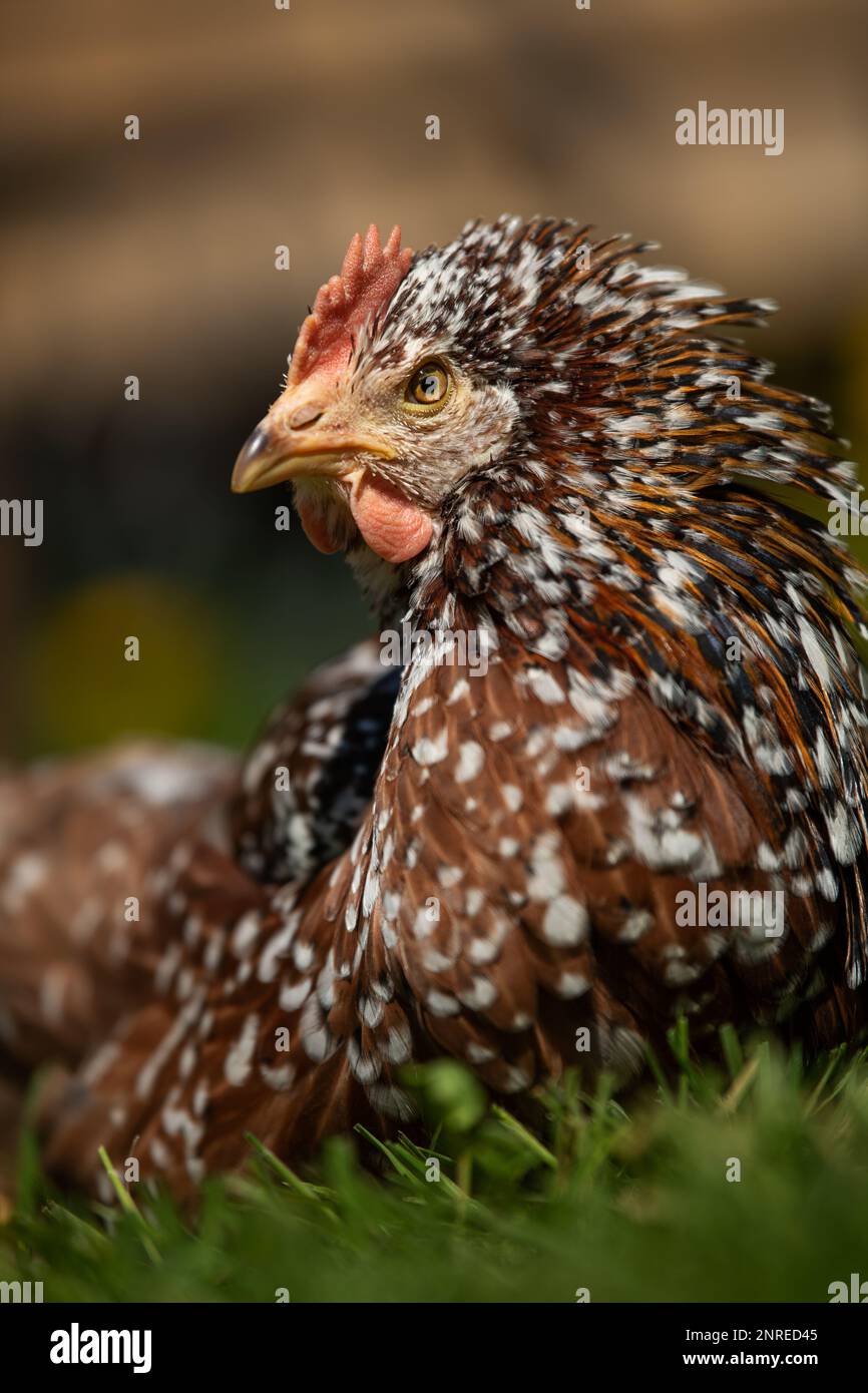Young hen rooster free hi-res stock photography and images - Alamy