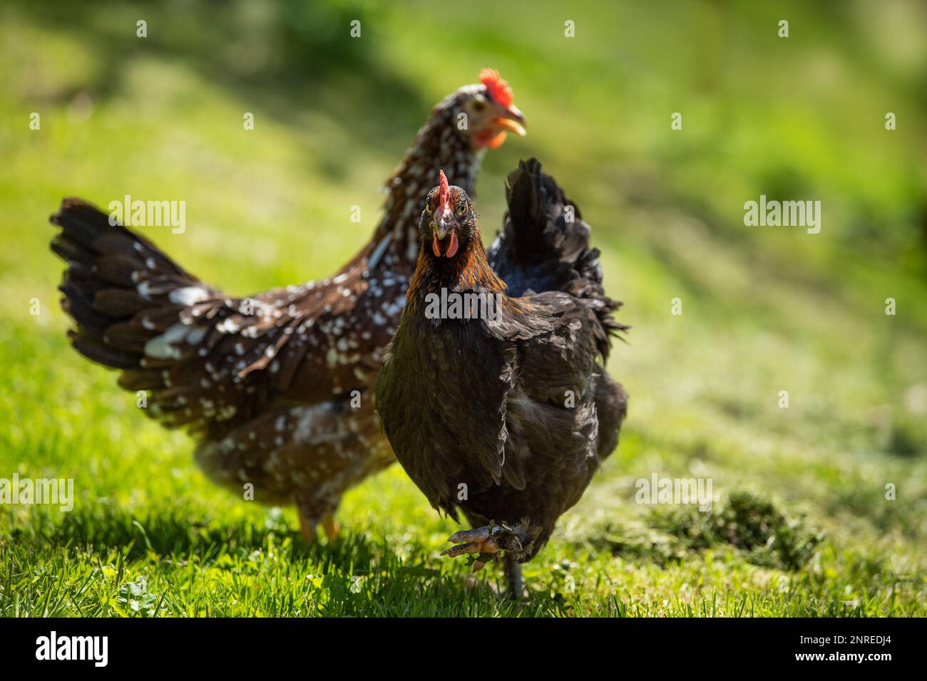 Swedish flower hen walks in a summer meadow Stock Photo - Alamy