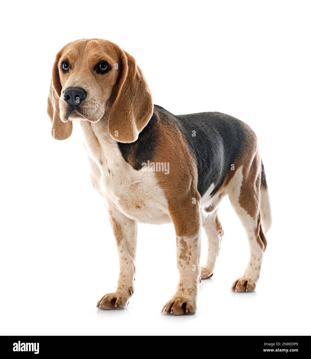young beagle in front of white background Stock Photo - Alamy