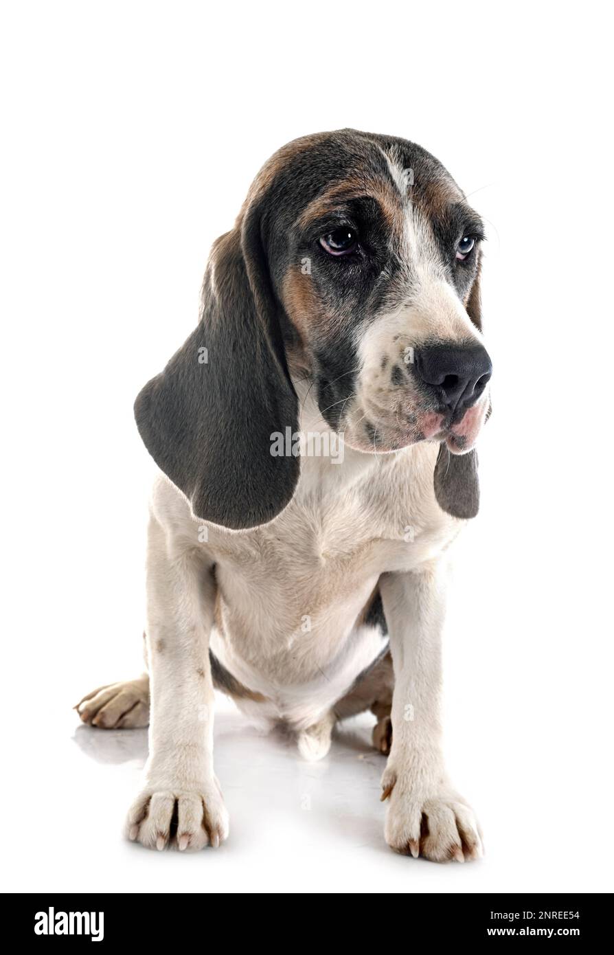 young beagle in front of white background Stock Photo - Alamy