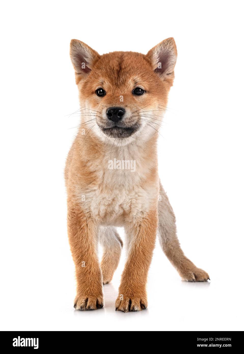 young shiba inu in front of white background Stock Photo - Alamy