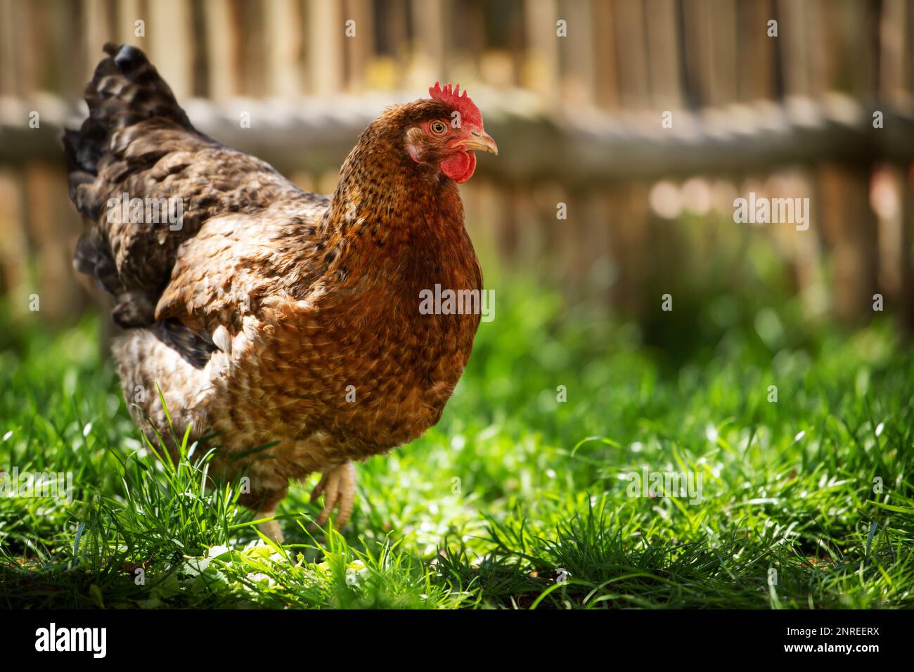 Young hen rooster free hi-res stock photography and images - Alamy