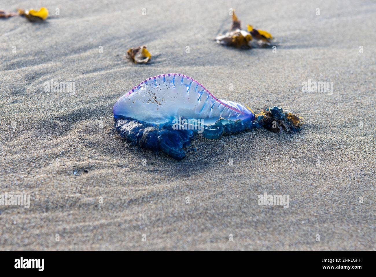 Portuguese caravel (Physalia Physalis), also known as Portuguese ...