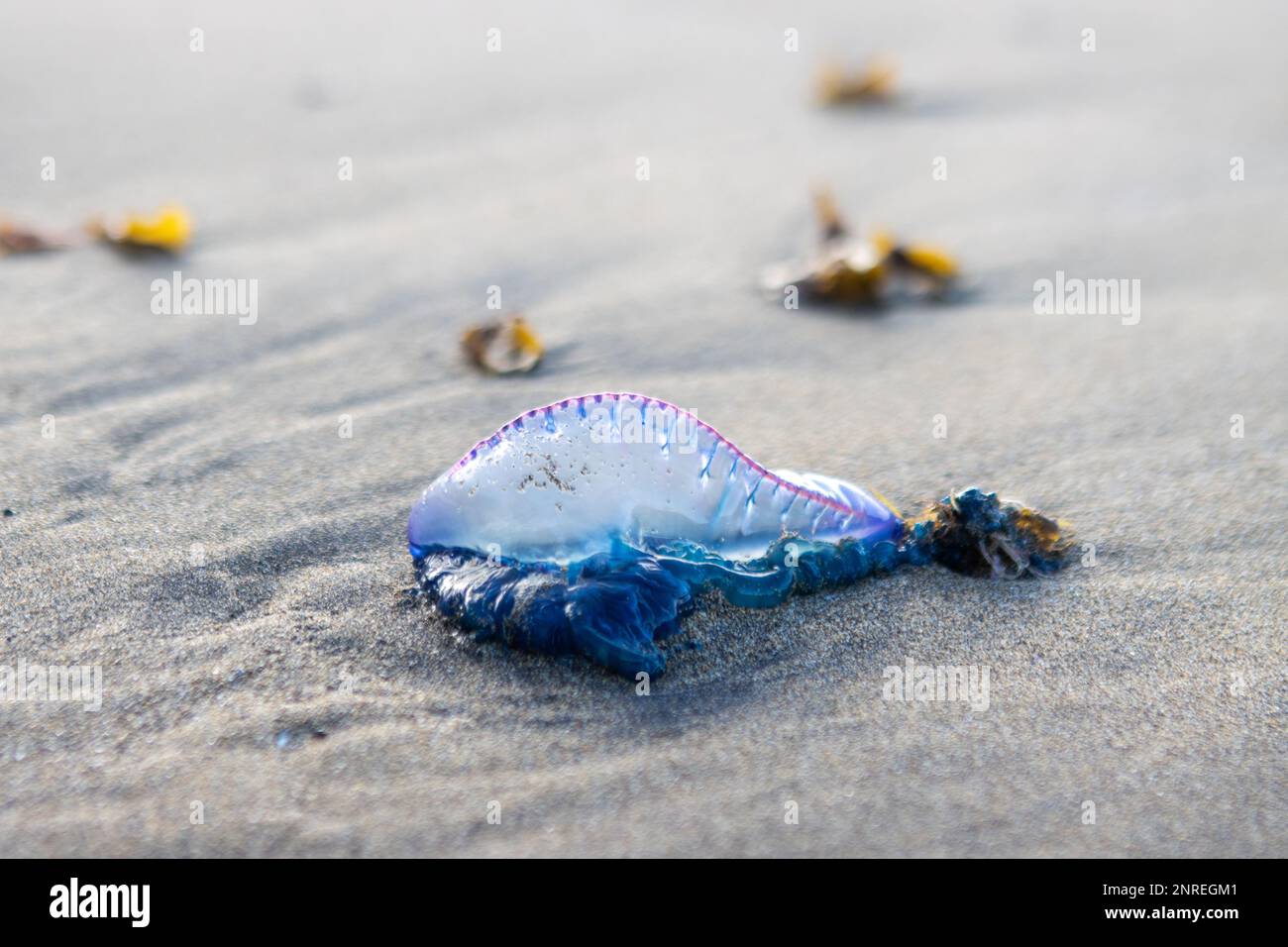 Portuguese caravel (Physalia Physalis), also known as Portuguese ...