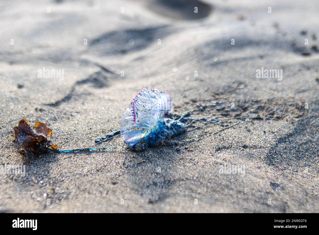 Portuguese caravel (Physalia Physalis), also known as Portuguese ...