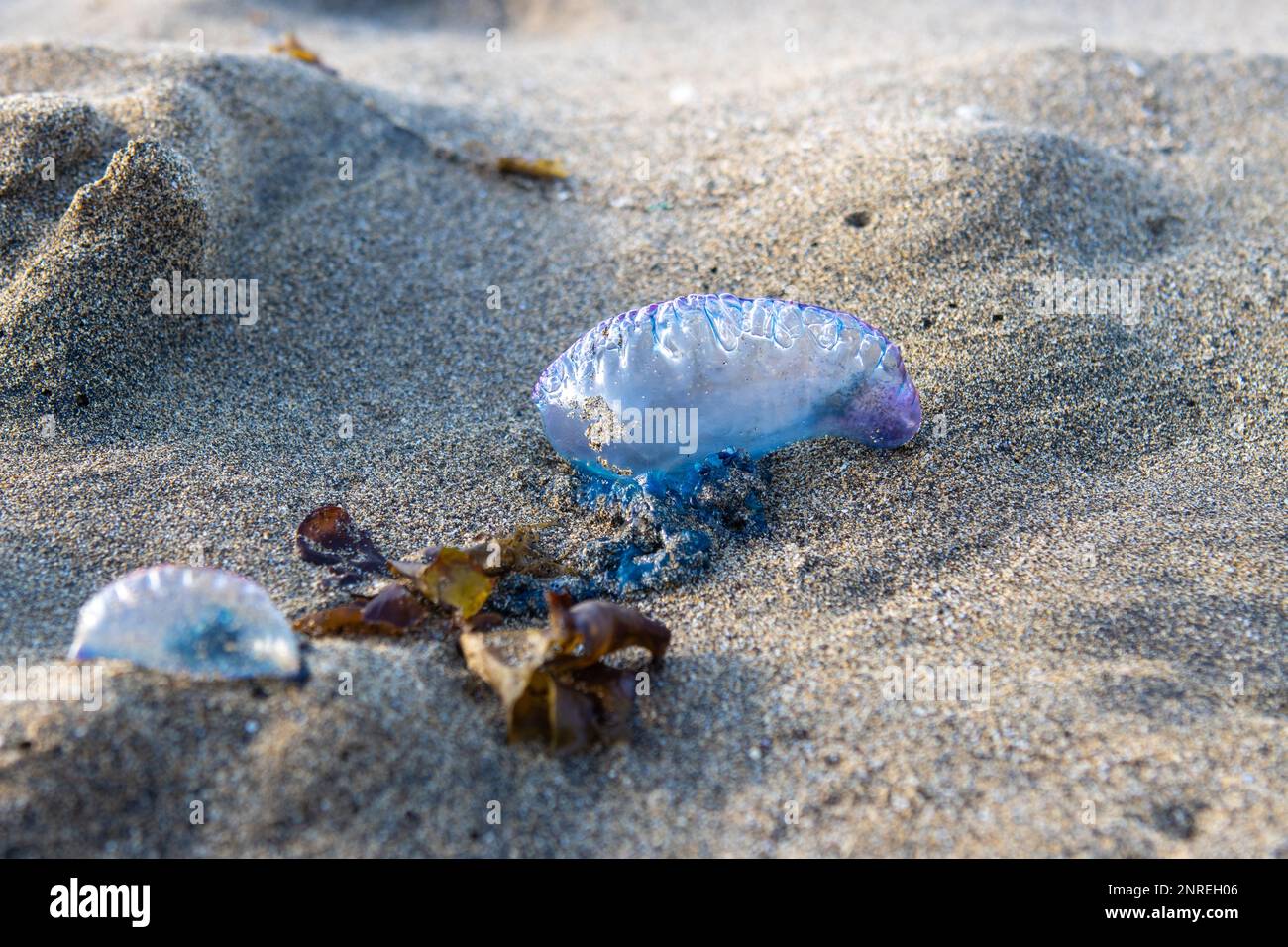Portuguese caravel (Physalia Physalis), also known as Portuguese ...