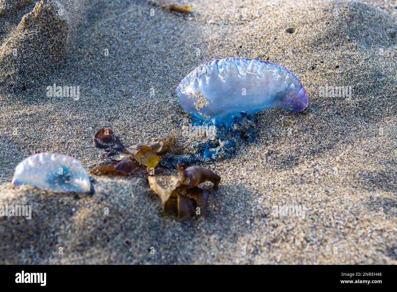 Portuguese caravel (Physalia Physalis), also known as Portuguese ...