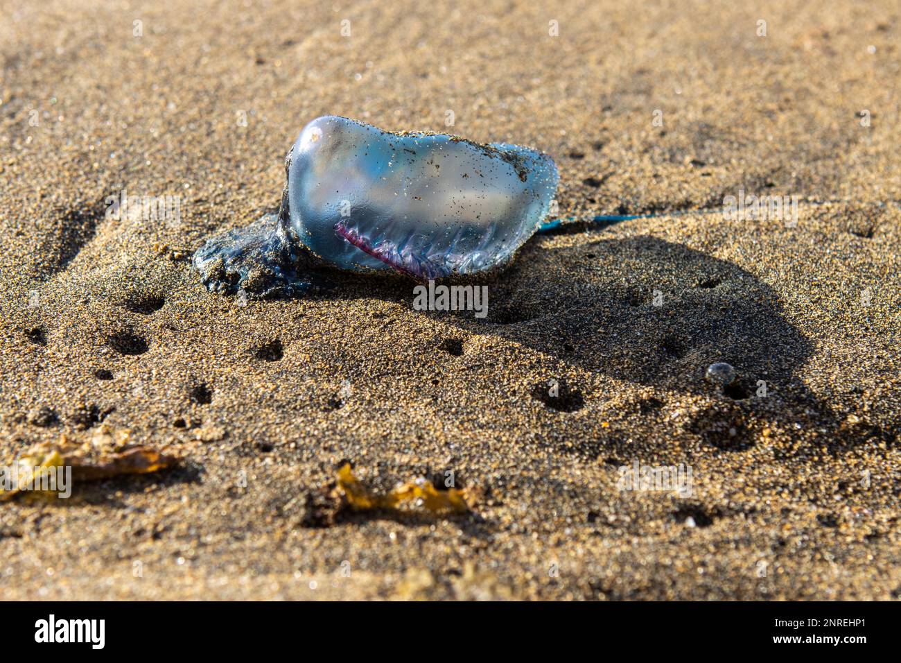 Portuguese caravel (Physalia Physalis), also known as Portuguese ...