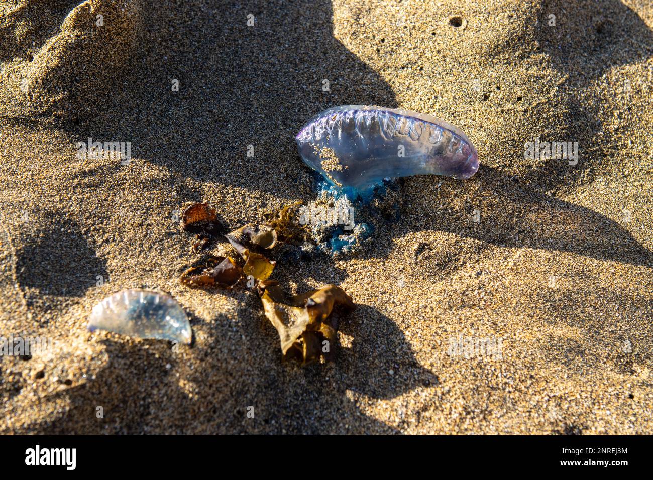 Portuguese caravel (Physalia Physalis), also known as Portuguese ...