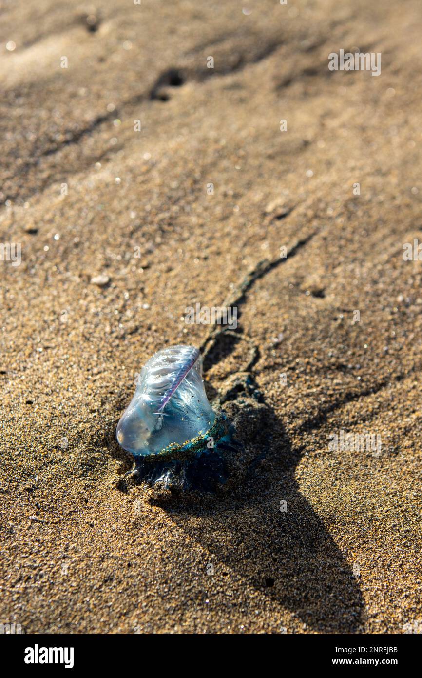 Portuguese caravel (Physalia Physalis), also known as Portuguese ...