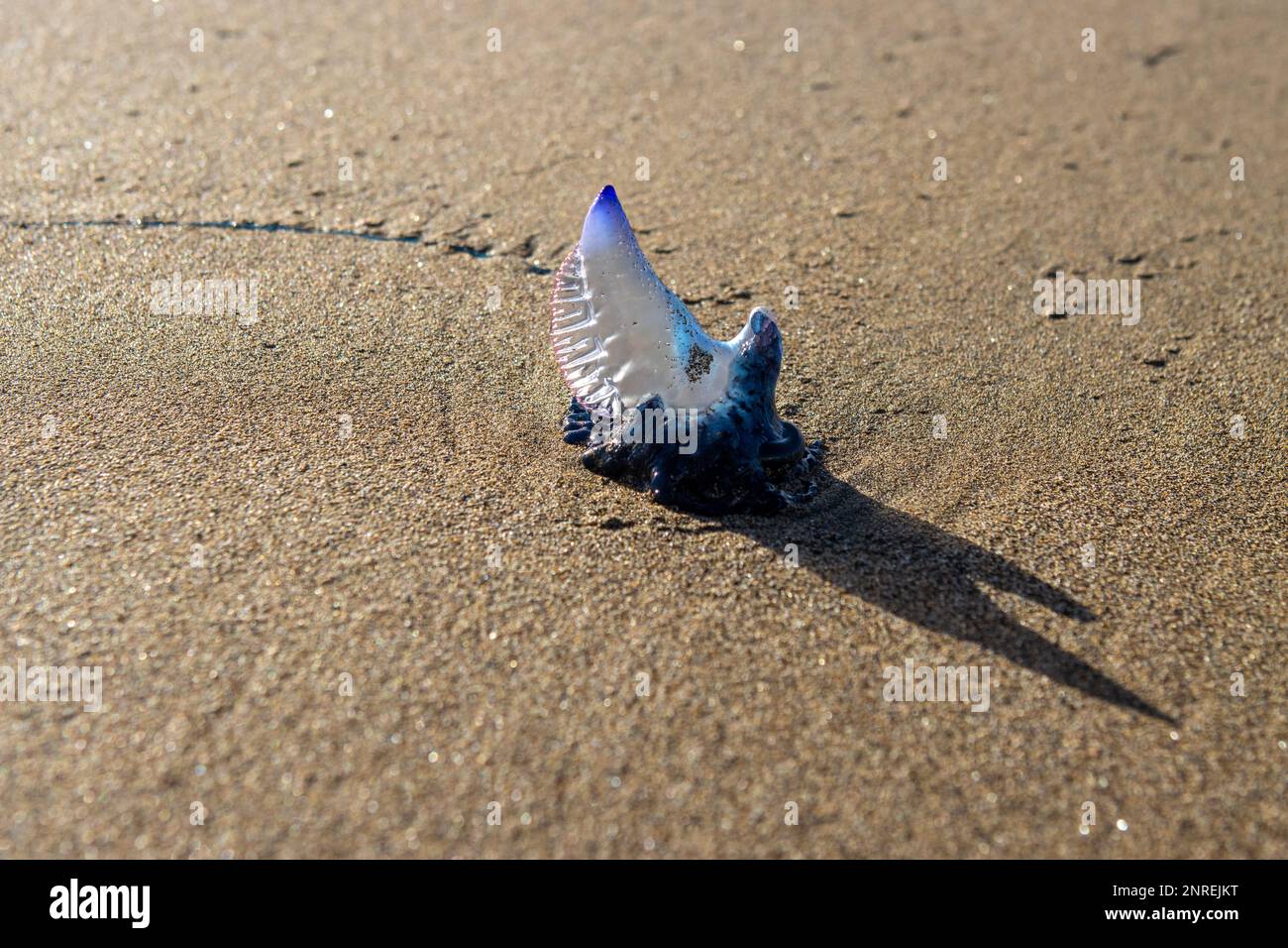 Portuguese caravel (Physalia Physalis), also known as Portuguese ...