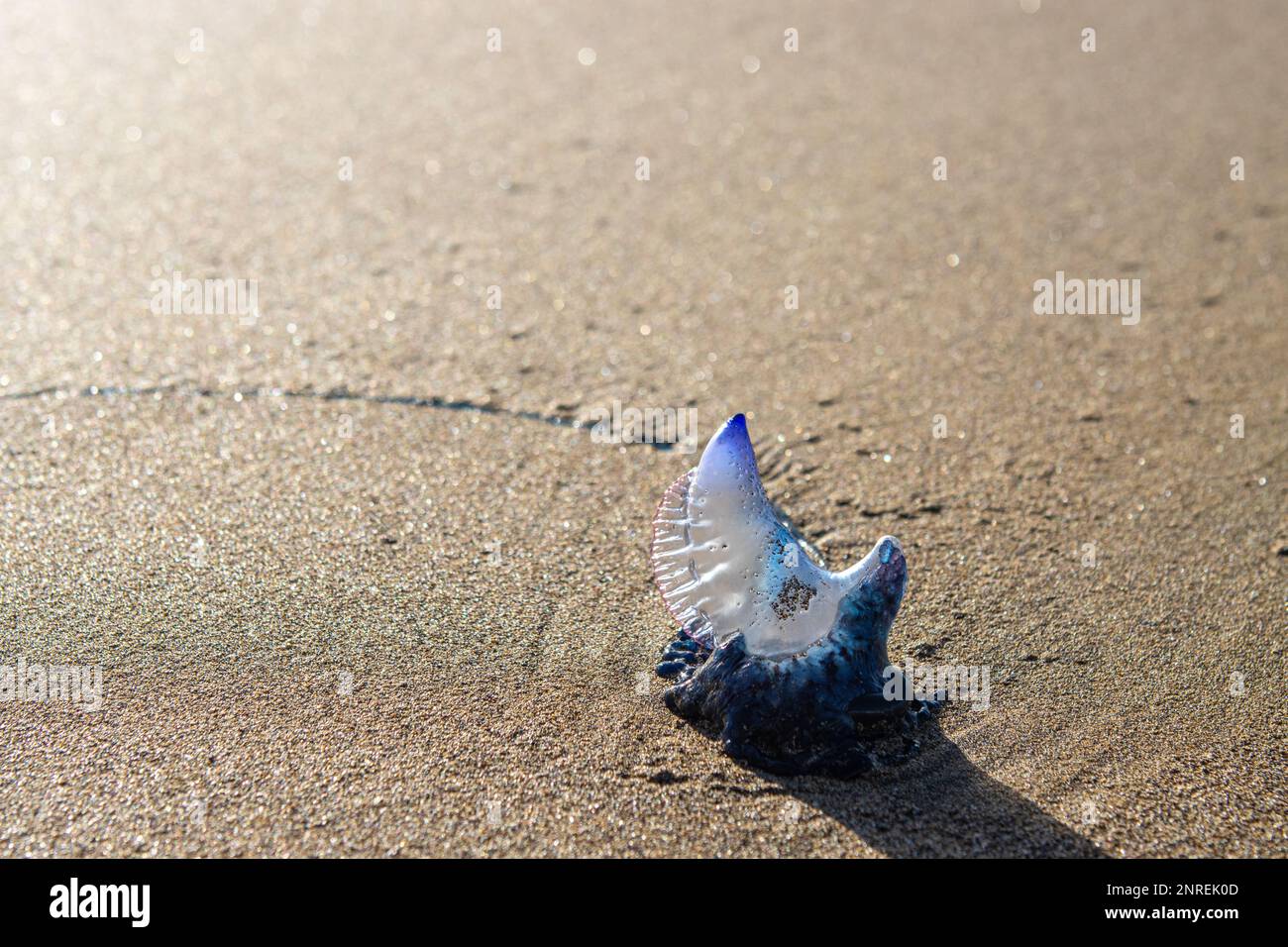 Portuguese caravel (Physalia Physalis), also known as Portuguese ...