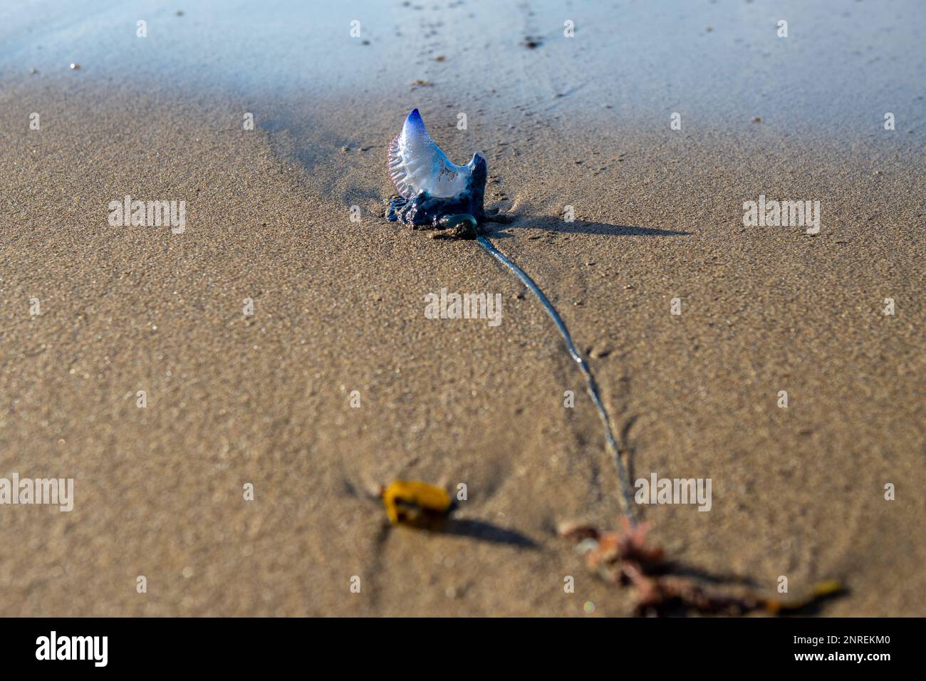 Portuguese caravel (Physalia Physalis), also known as Portuguese ...