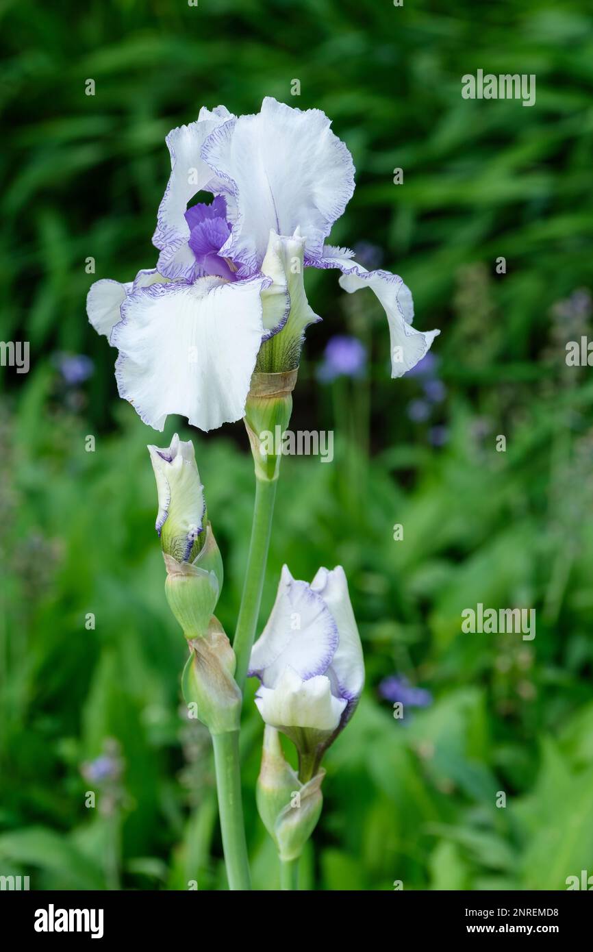 Iris Violet Icing, tall bearded iris, predominantly white flowers ...