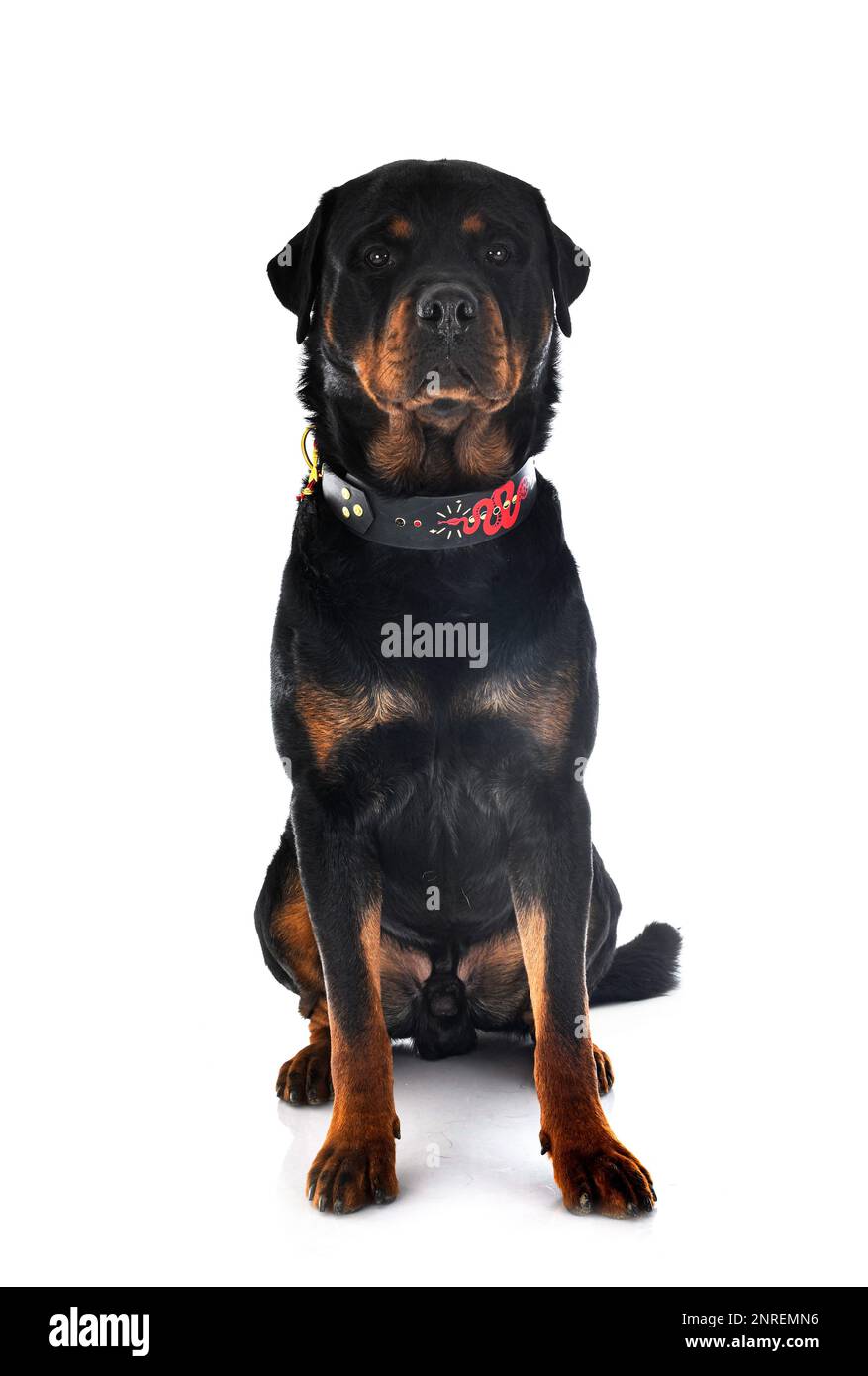 purebred rottweiler in front of white background Stock Photo - Alamy