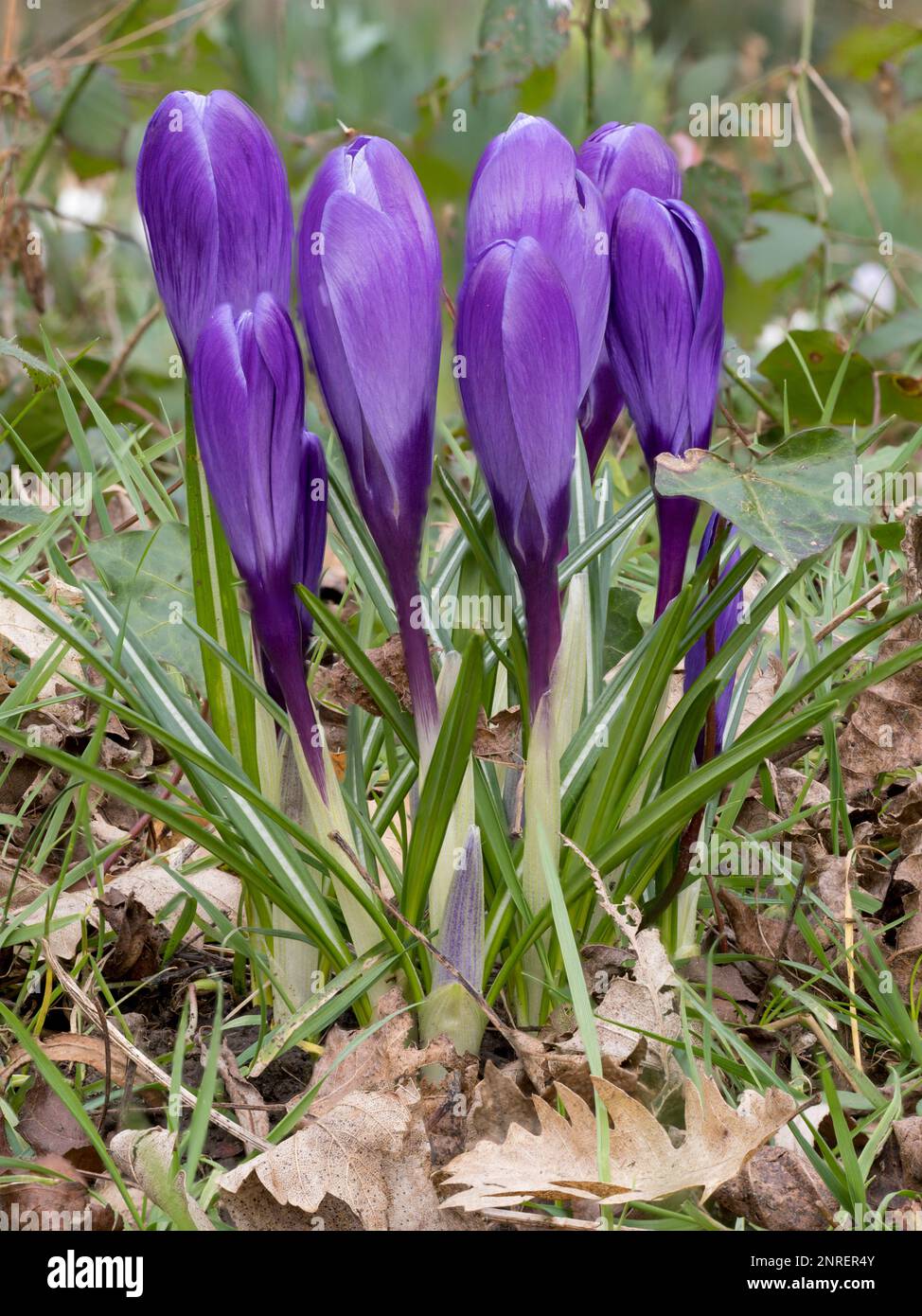 A cluster of purple Crocuses growing through leaf litter in a woodland ...
