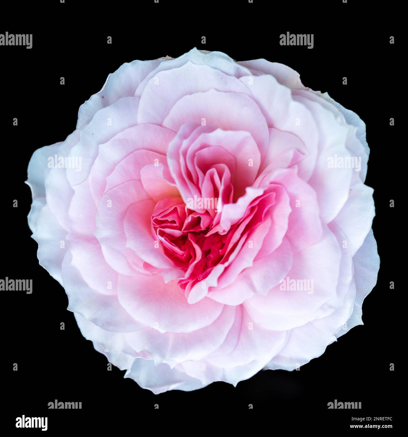 square frame. 'Eden' is an incredibly beautiful variety of roses ...