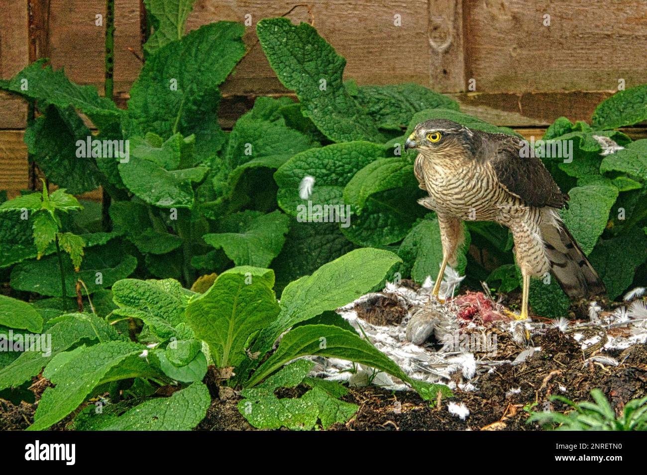 Sparrow Hawk and Prey, Reading, Berkshire, UK Stock Photo - Alamy