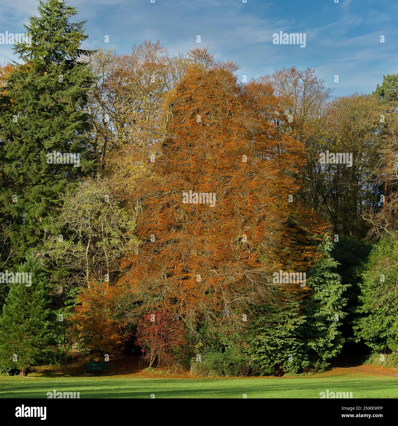 American Red larch Tree during Autumn in between some Scottish Pines ...