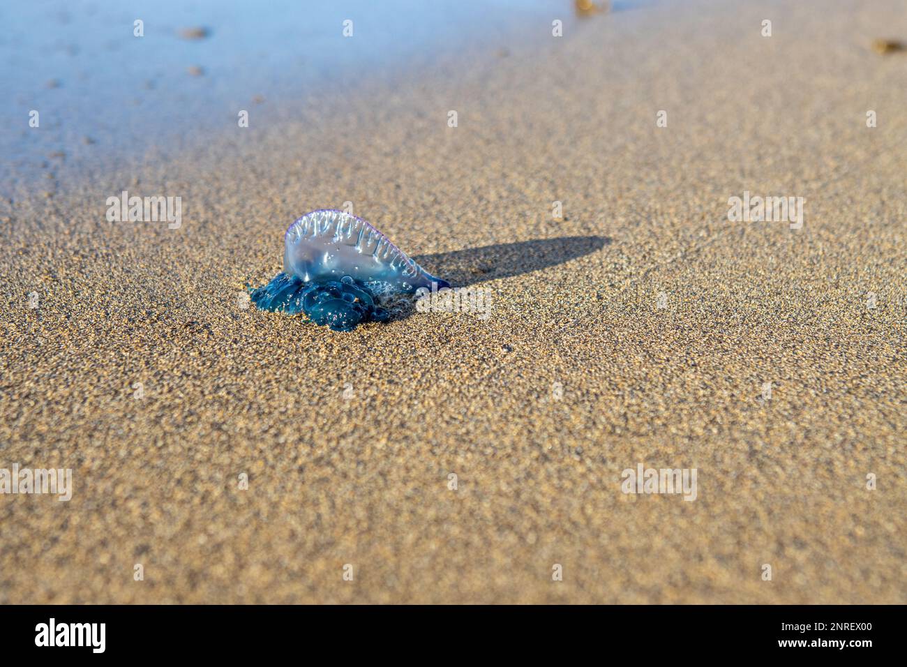 Portuguese caravel (Physalia Physalis), also known as Portuguese ...
