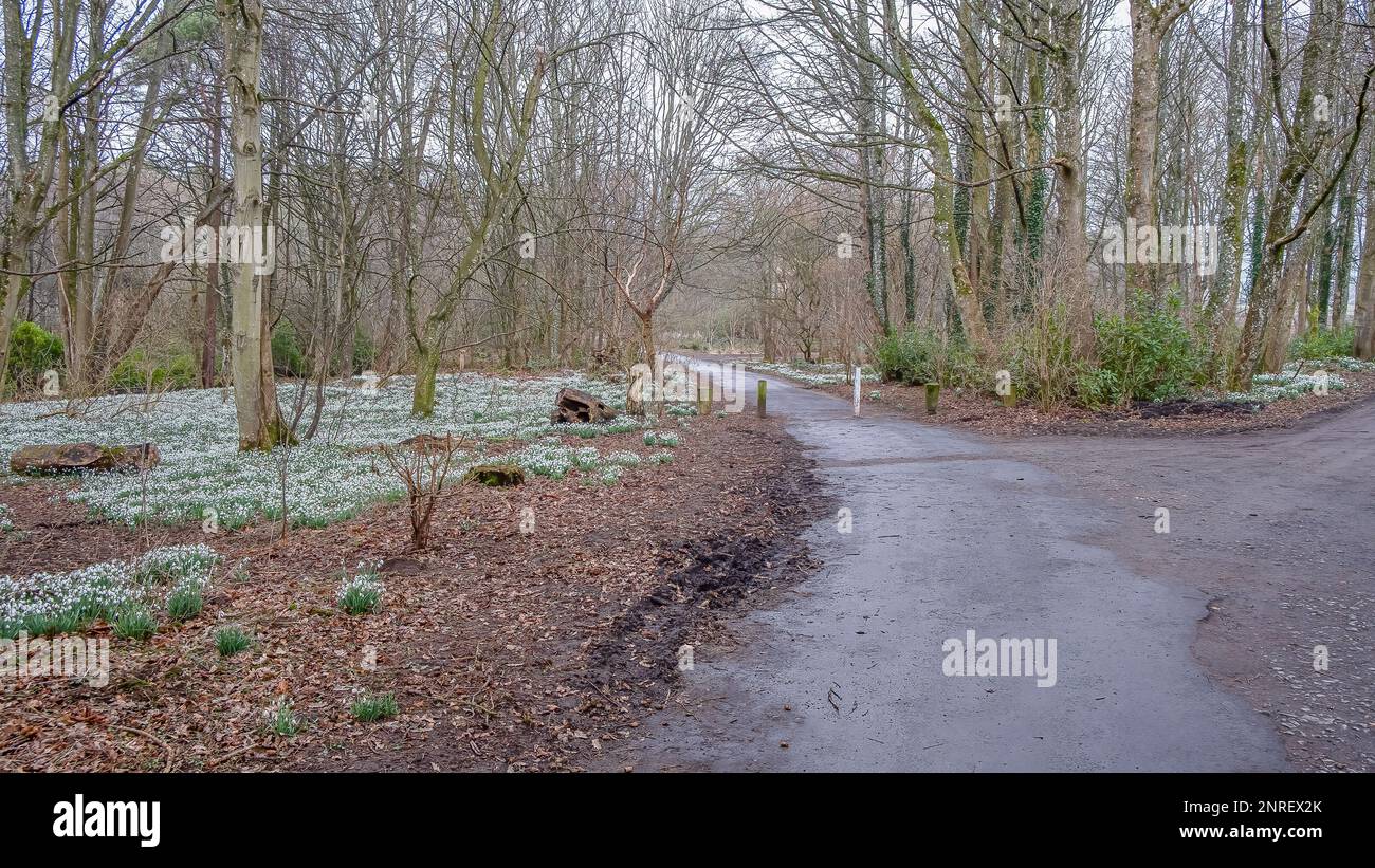 The fairy glen footpaths of Fullerton Park in Troon Scotland with new ...