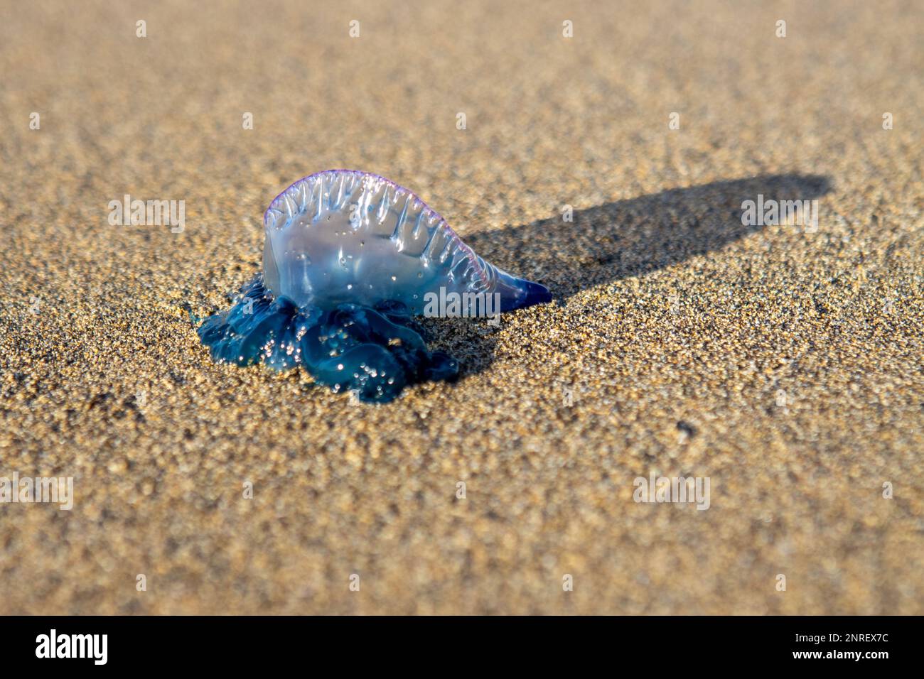 Portuguese caravel (Physalia Physalis), also known as Portuguese ...