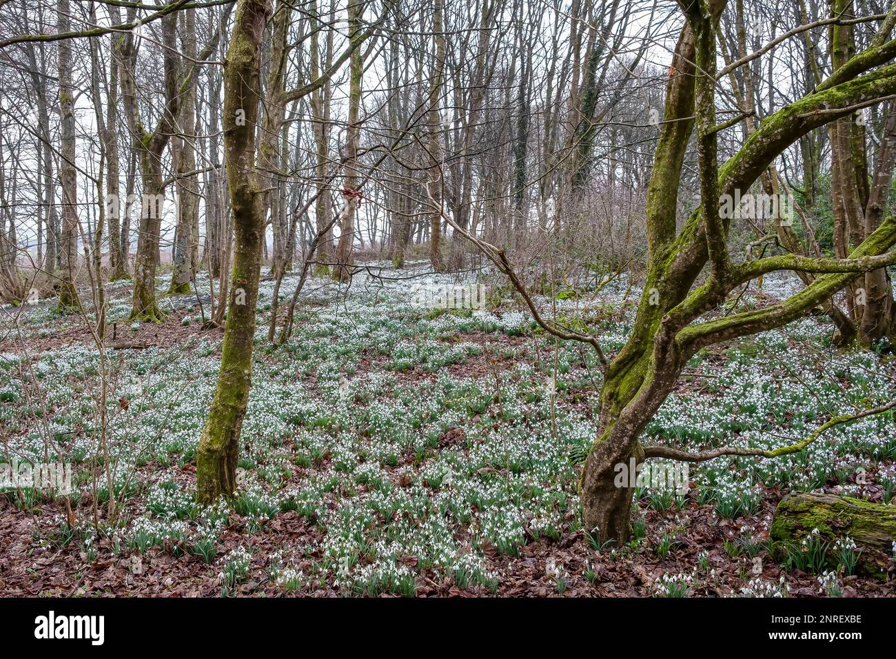 Snow Drops and the The fairy glen footpaths of Fullerton Park in Troon ...