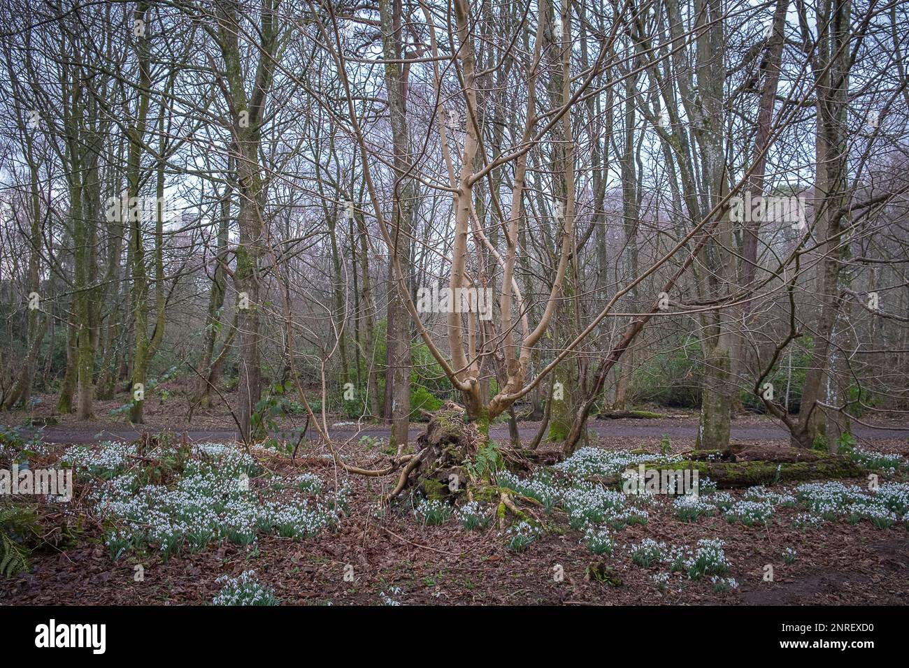 Fullerton fairy trail hi-res stock photography and images - Alamy