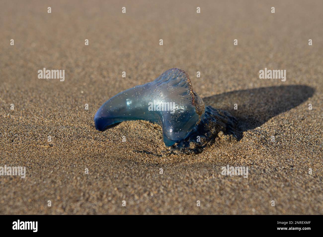 Portuguese caravel (Physalia Physalis), also known as Portuguese ...