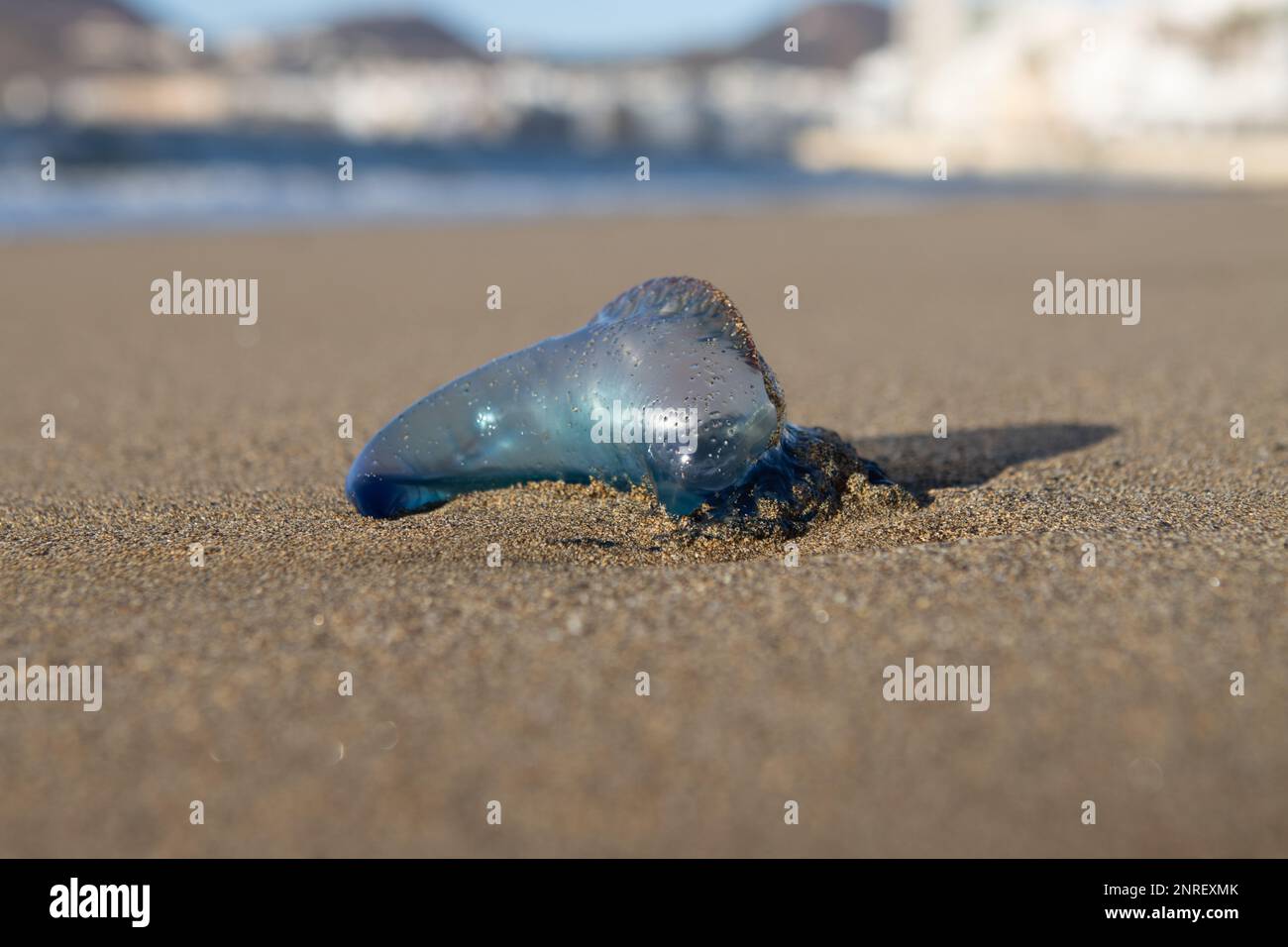 Portuguese caravel (Physalia Physalis), also known as Portuguese ...