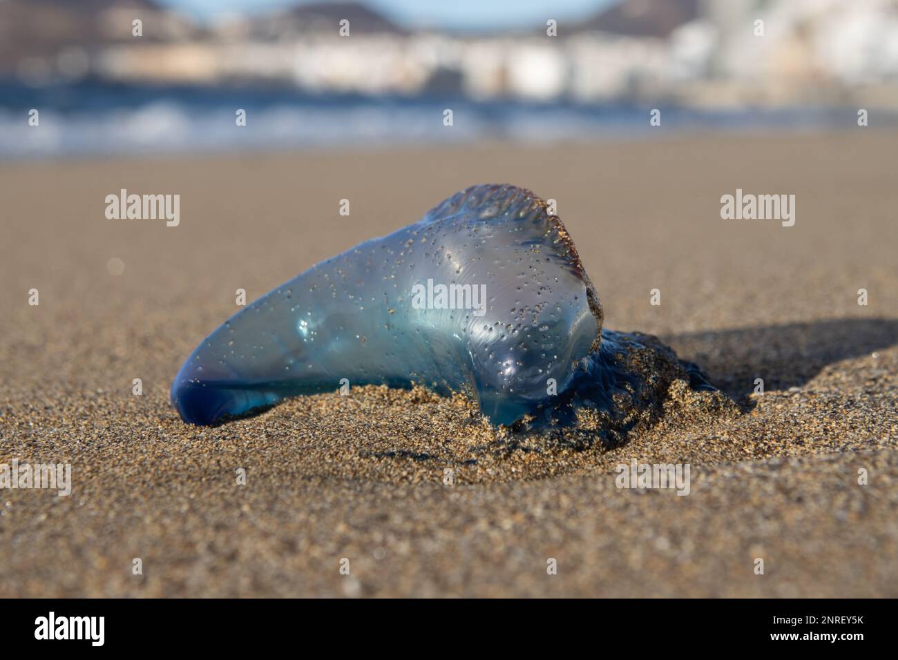 Portuguese caravel (Physalia Physalis), also known as Portuguese ...