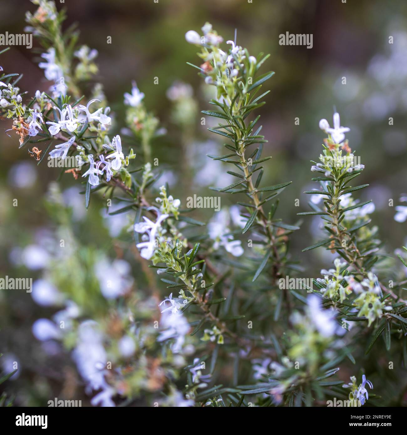 Salvia Rosmarinus or common Rosemary is a woody, perennial, flowering ...