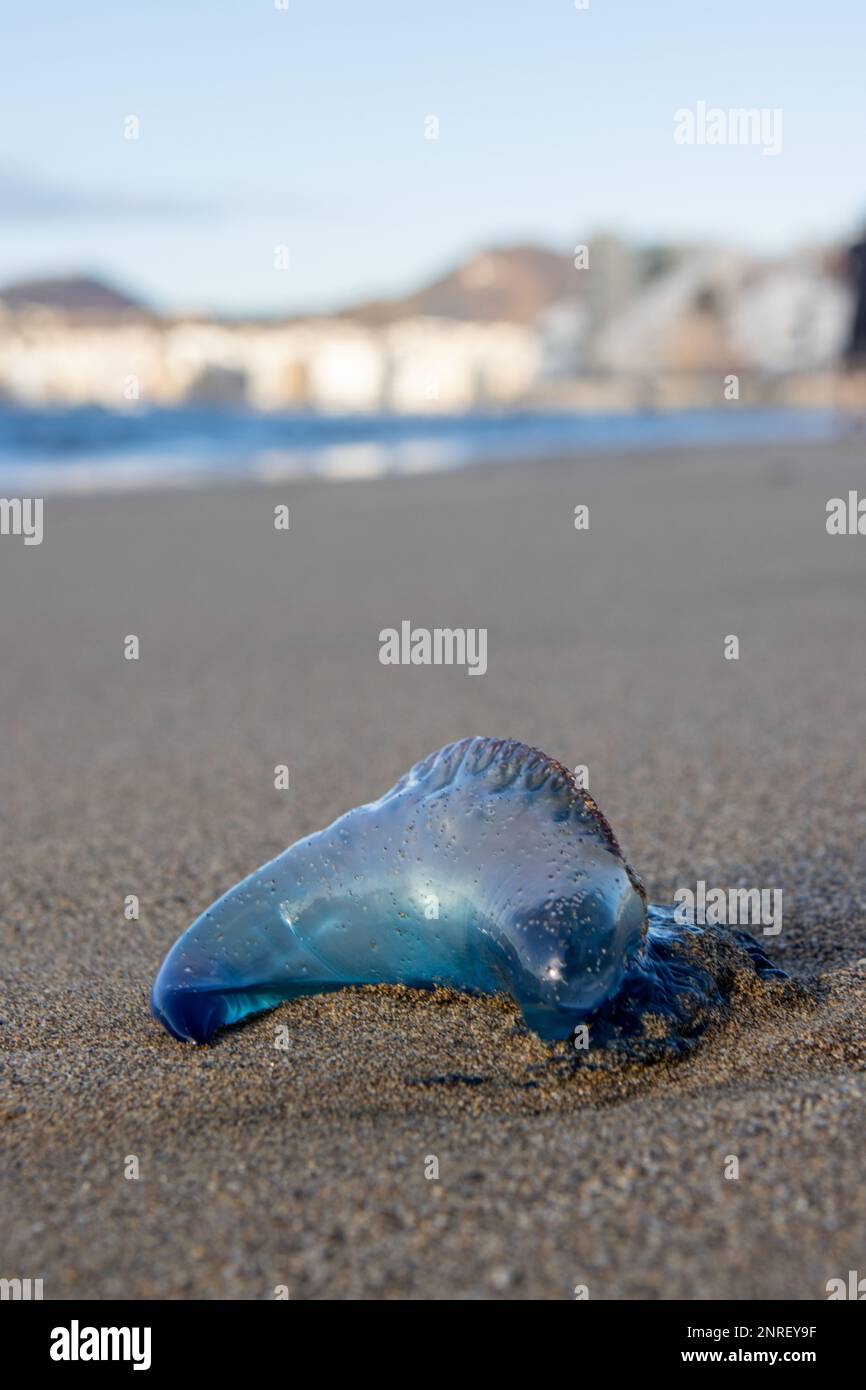 Portuguese caravel (Physalia Physalis), also known as Portuguese ...