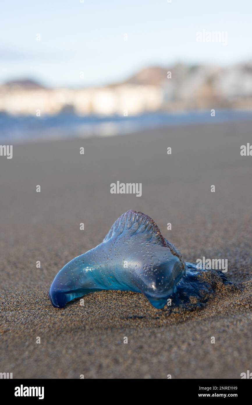 Portuguese caravel physalia physalis hi-res stock photography and ...