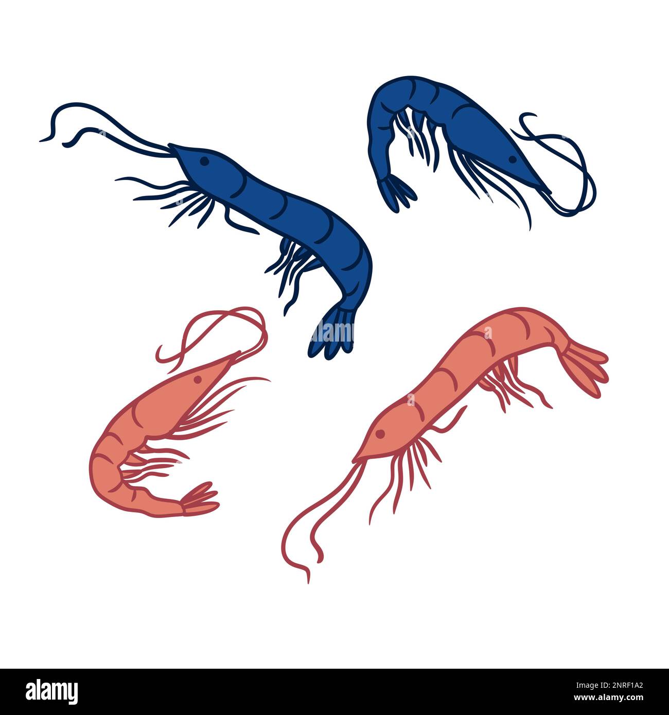 Hand drawn illustration peach orange shrimps prawns on turquoise ...