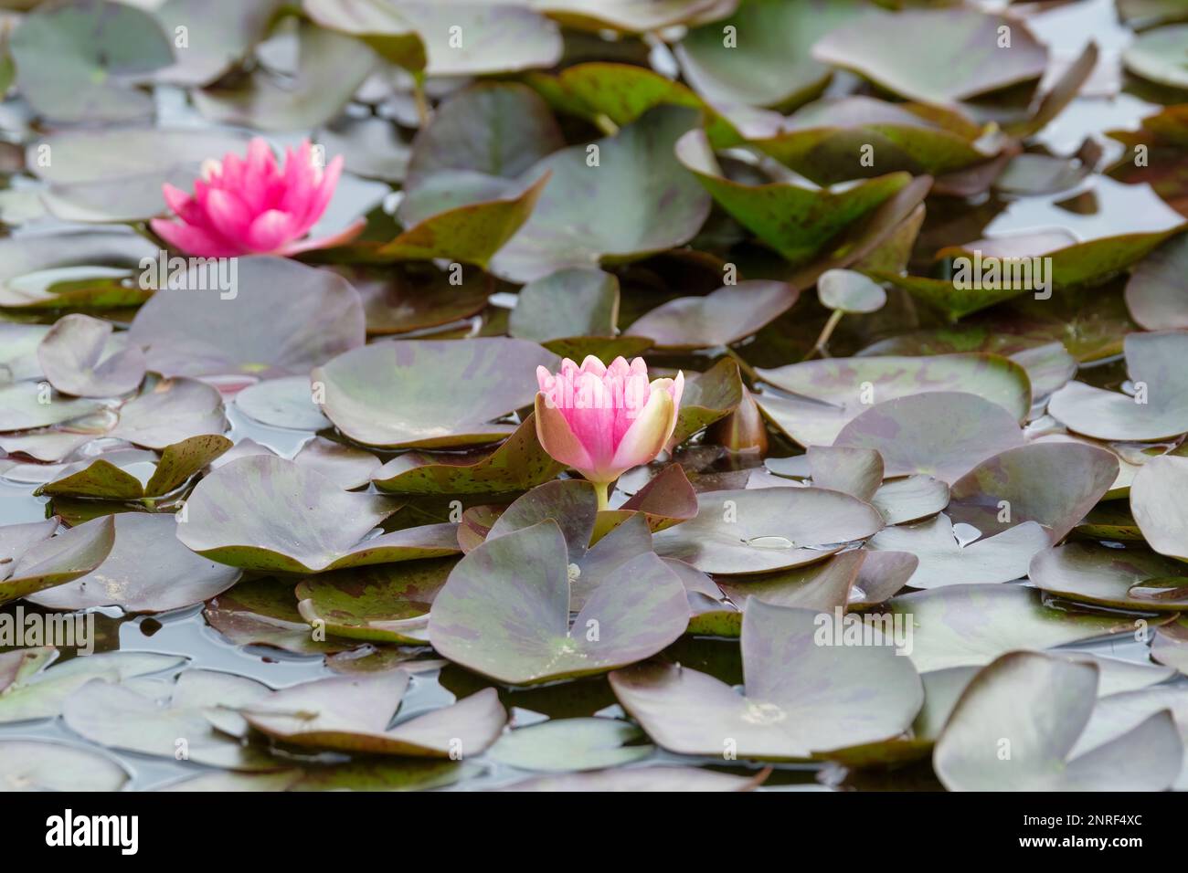 Nymphaea Indiana, waterlily Indiana, aquatic perennial with rounded ...