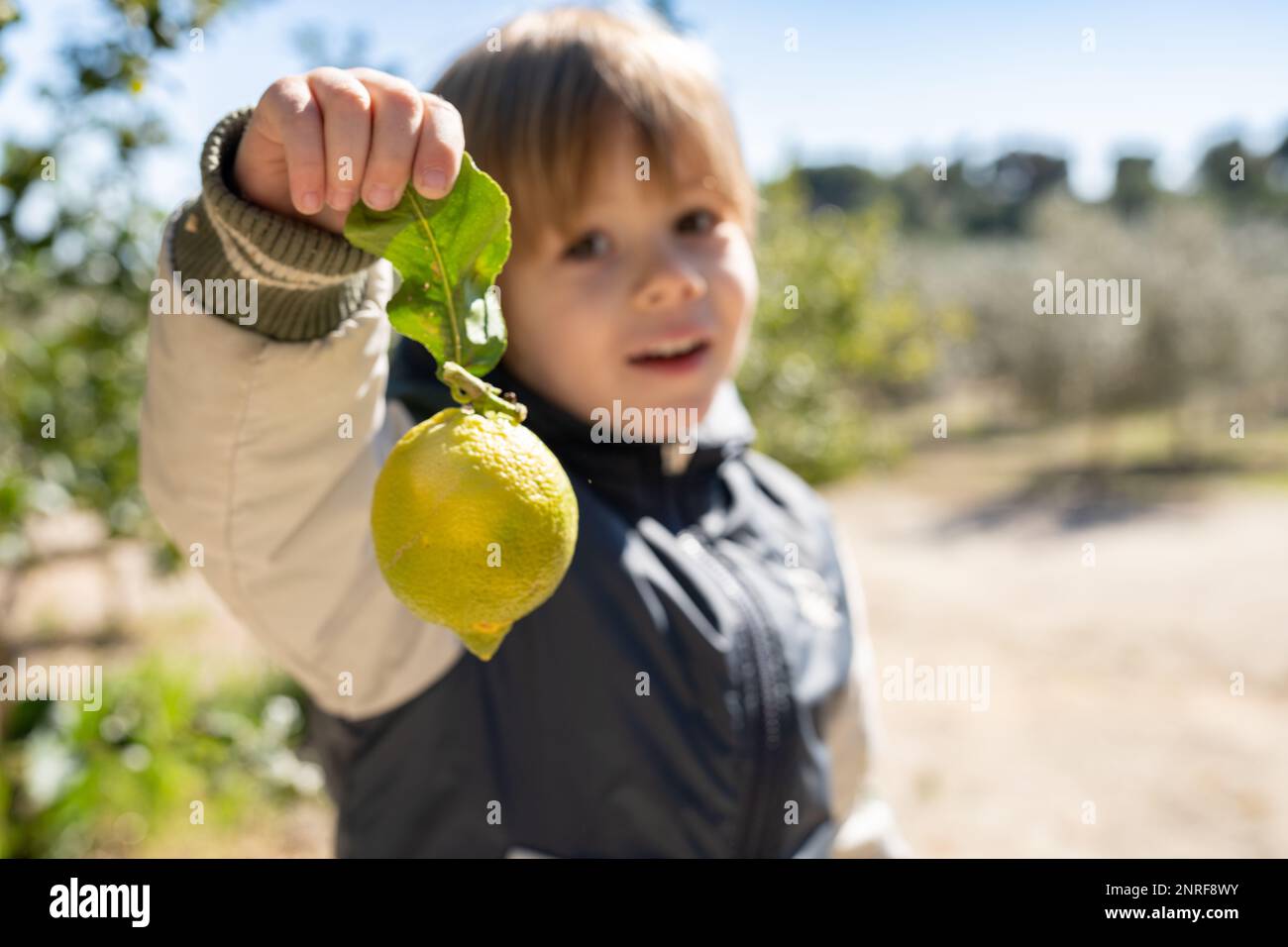Child boy outside in a green garden picking lemons from a lemon tree ...