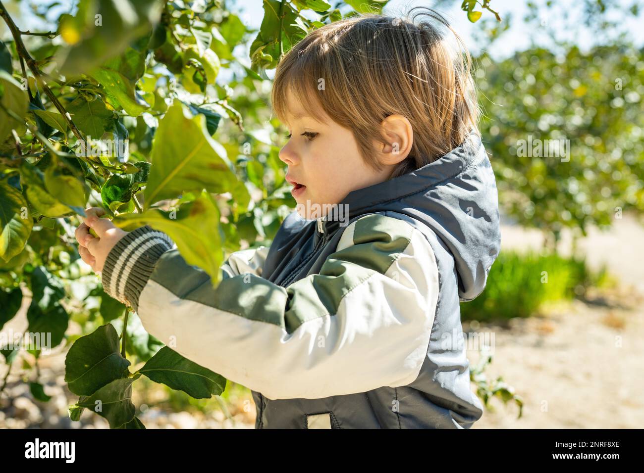 Child boy outside in a green garden picking lemons from a lemon tree ...