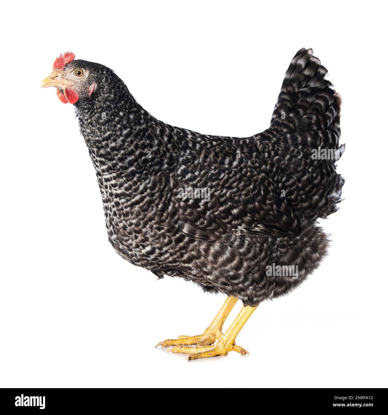 Amrock hi-res stock photography and images - Alamy