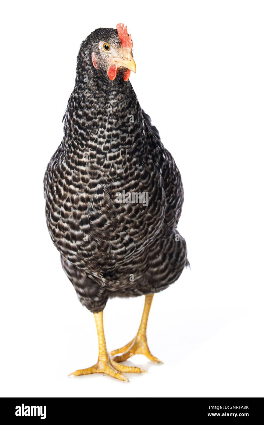 Amrock hen standing isolated on white background and looking to the ...