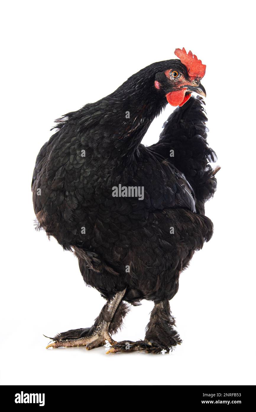 Marans hen isolated standing on white background Stock Photo - Alamy