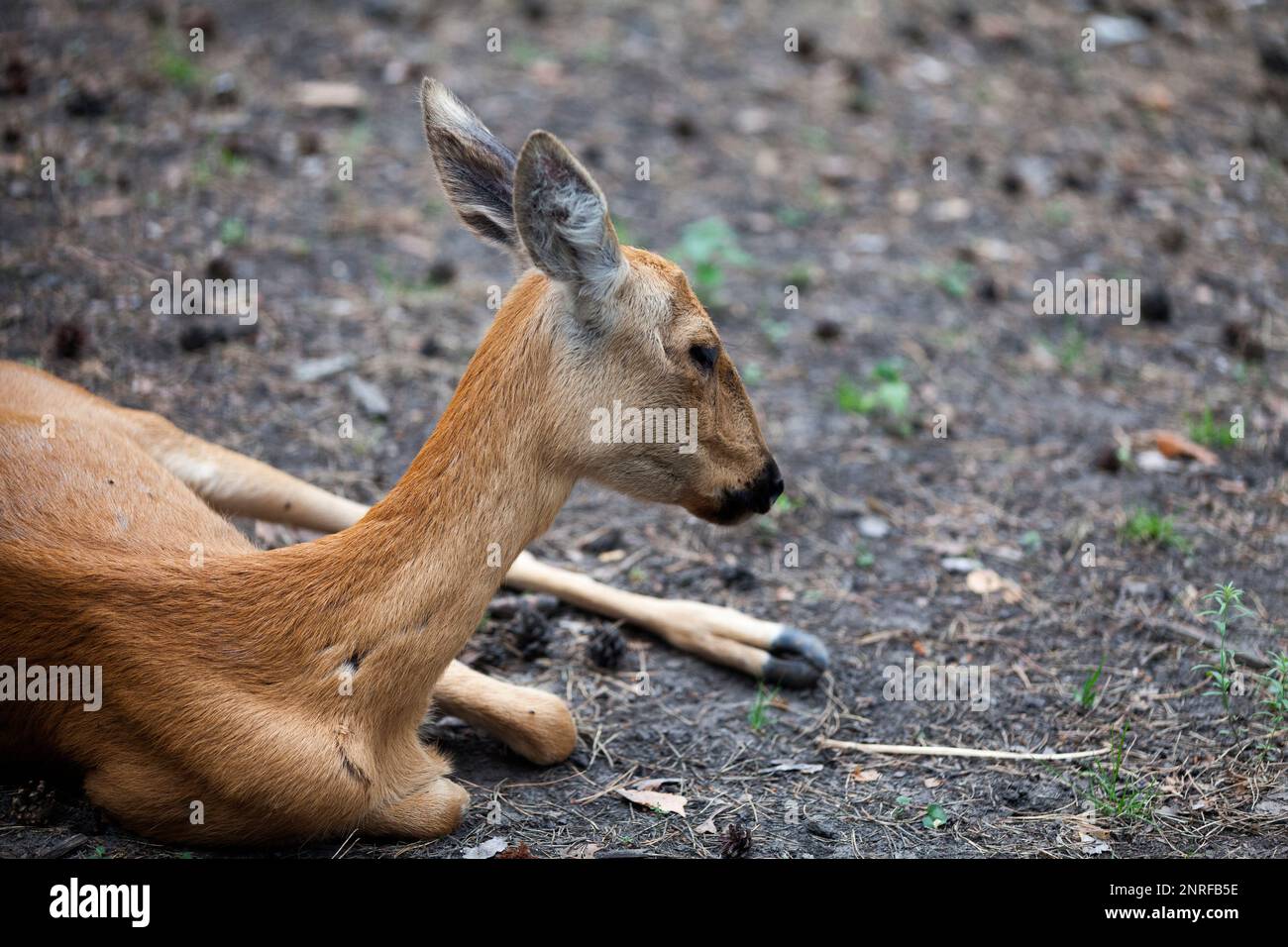 Siberian roe deer; eastern roe deer; Capreolus pygargus; roe deer ...