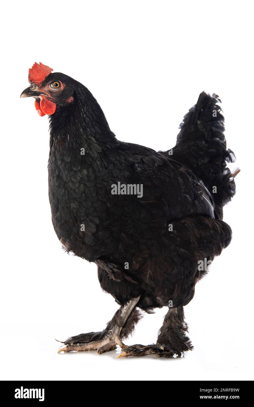 Marans hen isolated standing on white background Stock Photo - Alamy
