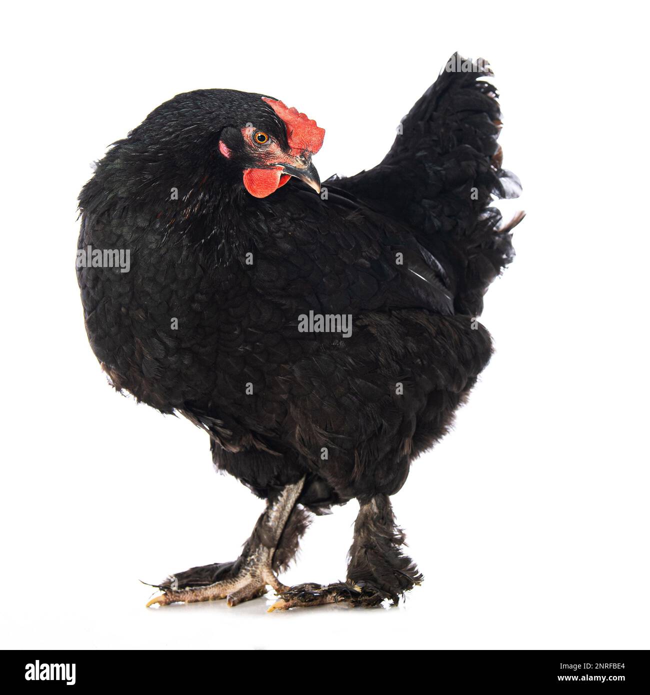 Marans hen isolated standing on white background Stock Photo - Alamy