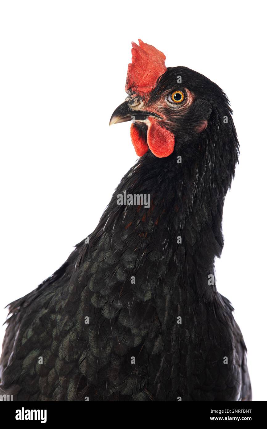 Marans hen isolated standing on white background Stock Photo - Alamy