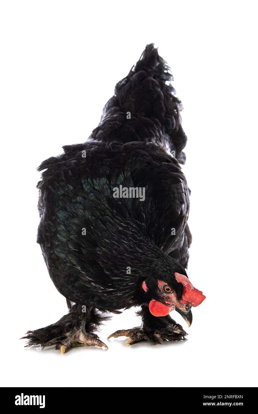 Marans hen isolated standing on white background Stock Photo - Alamy