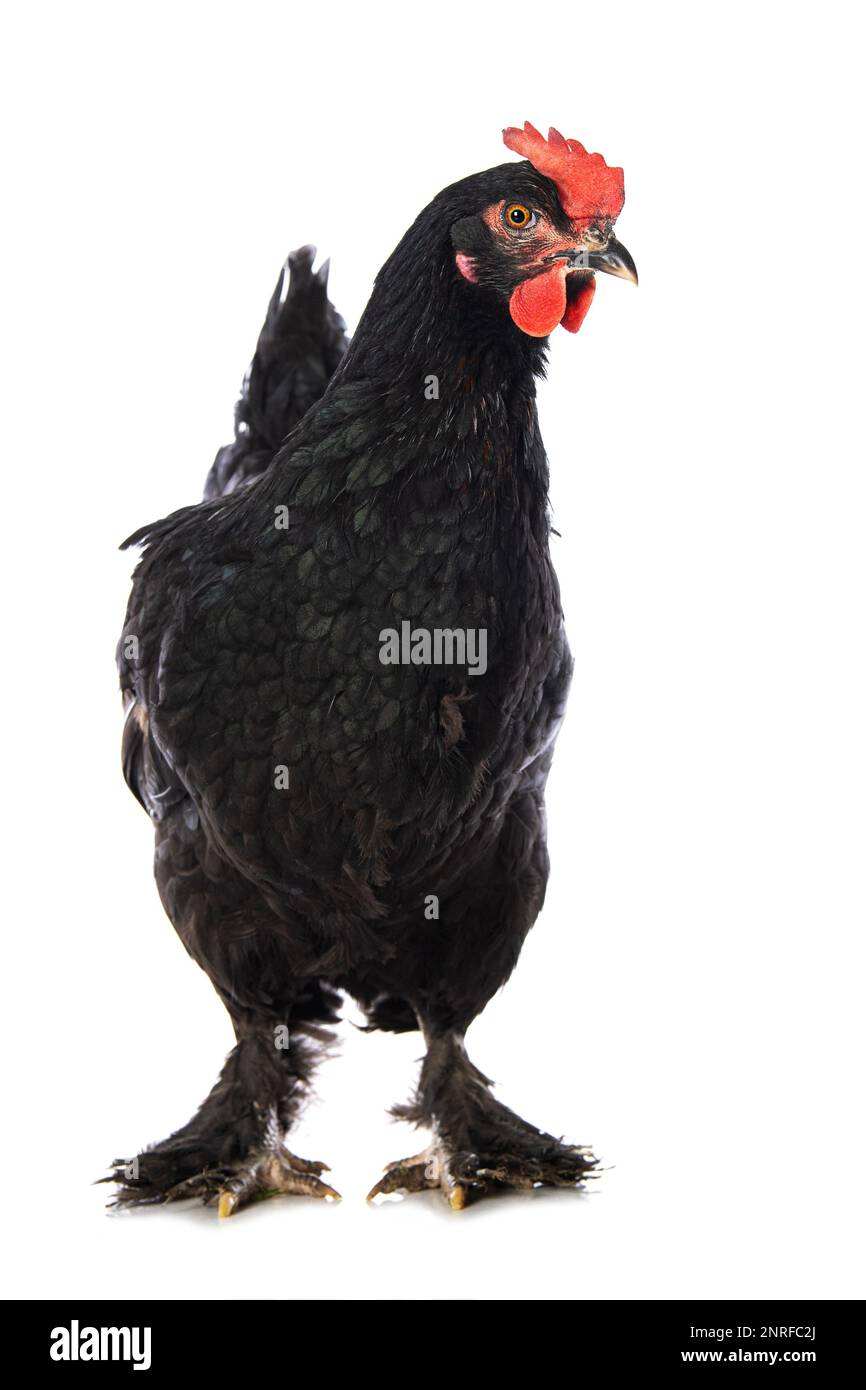 Marans hen isolated standing on white background Stock Photo - Alamy