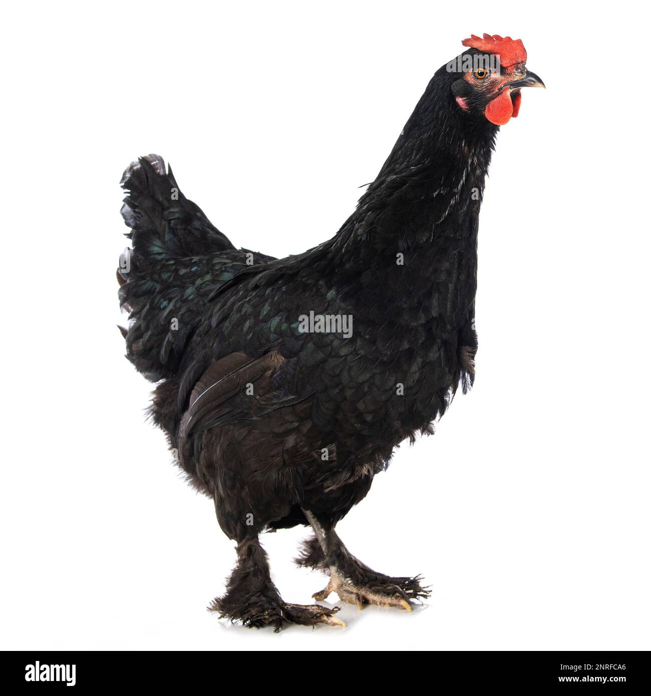 Marans hen isolated standing on white background Stock Photo - Alamy