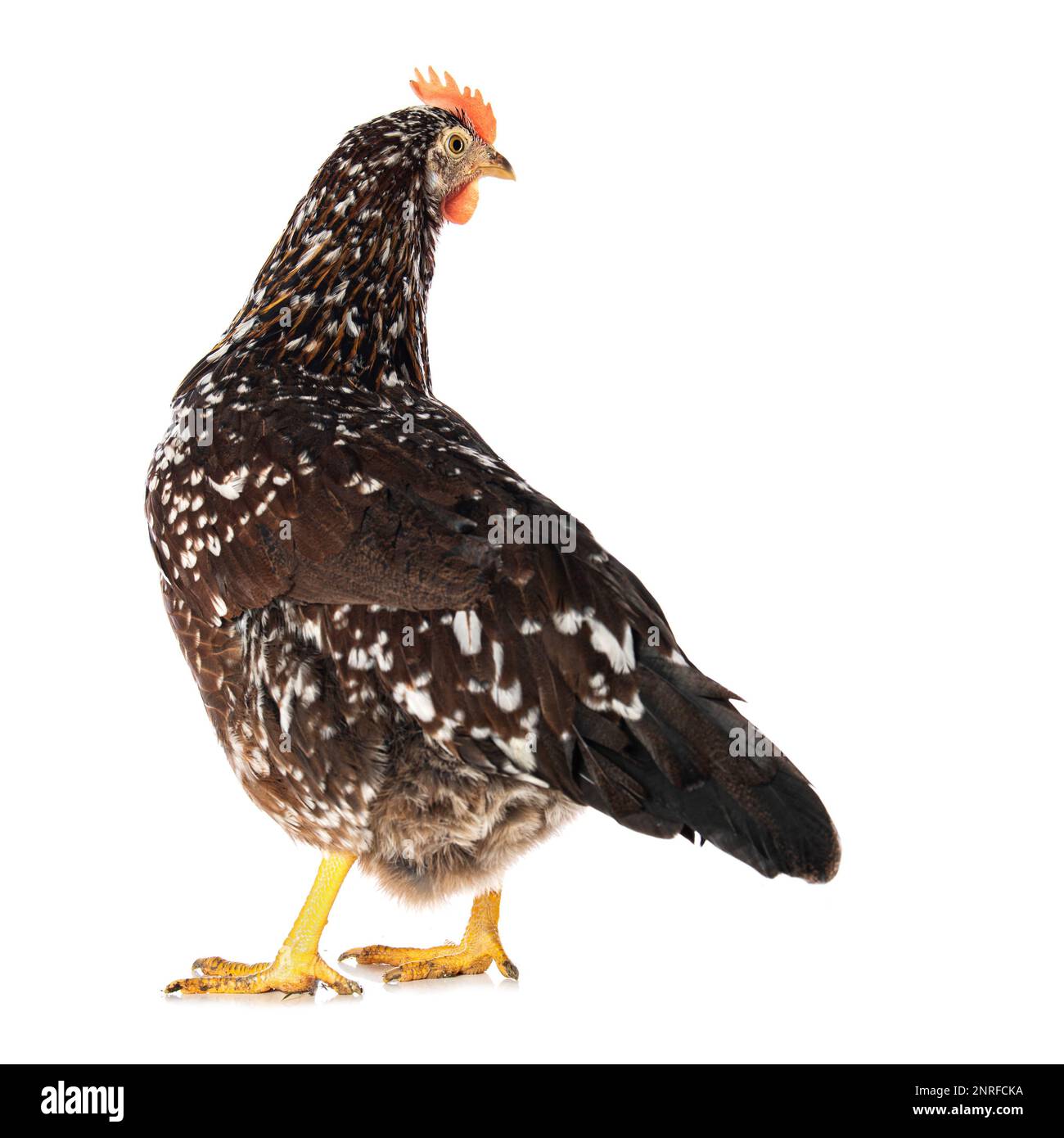 Swedish flower chicken hi-res stock photography and images - Alamy